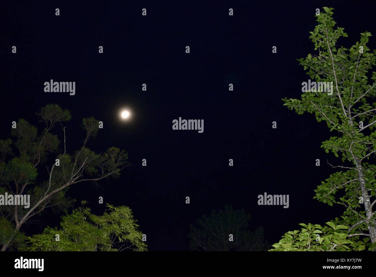 Night time images of the moon with trees in foreground, Byfield State ...
