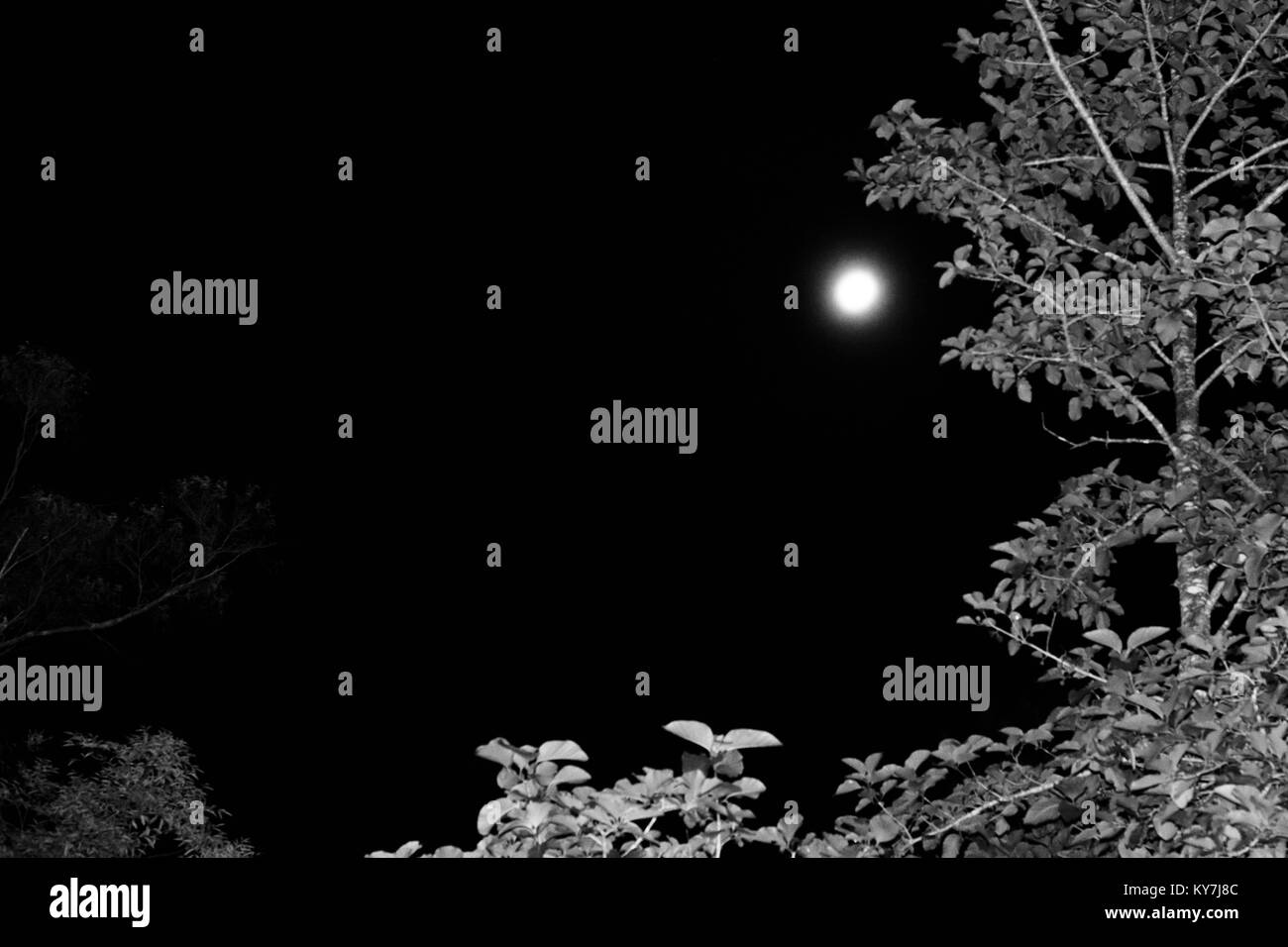 Night time images of the moon with trees in foreground, Byfield State ...