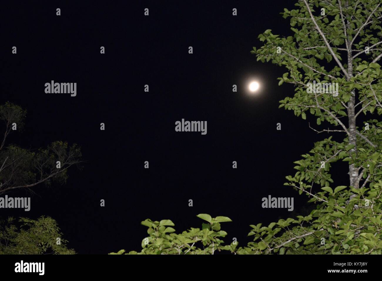Night time images of the moon with trees in foreground, Byfield State ...