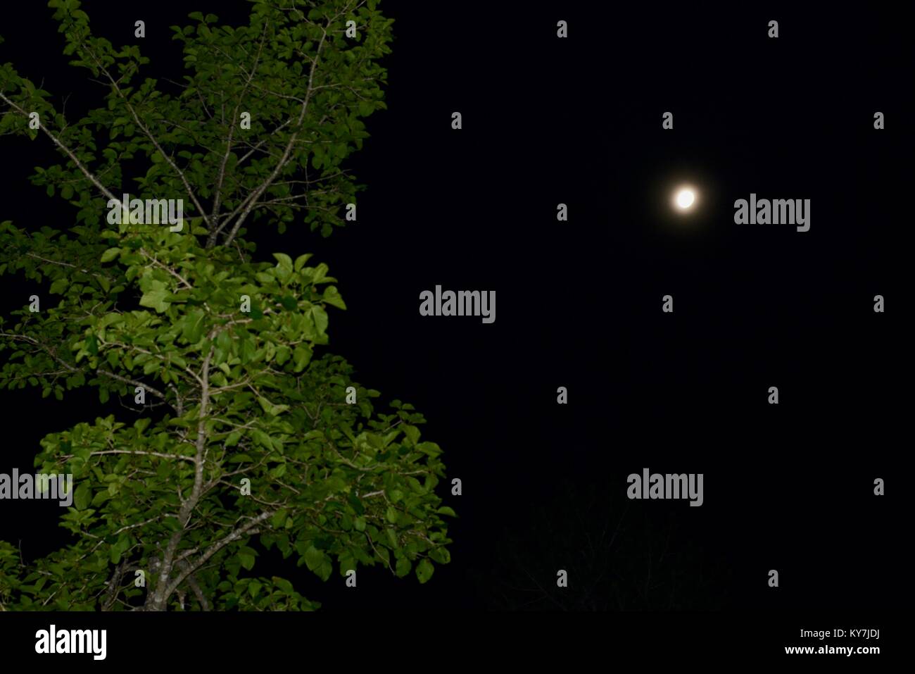 Night time images of the moon with trees in foreground, Byfield State ...