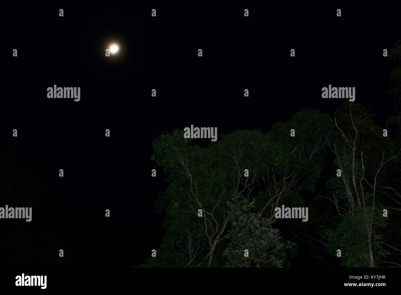 Night time images of the moon with trees in foreground, Byfield State ...