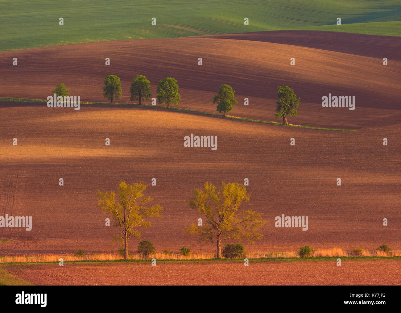 Rural abstract landscape with chestnut alley in South Moravia, Czech ...