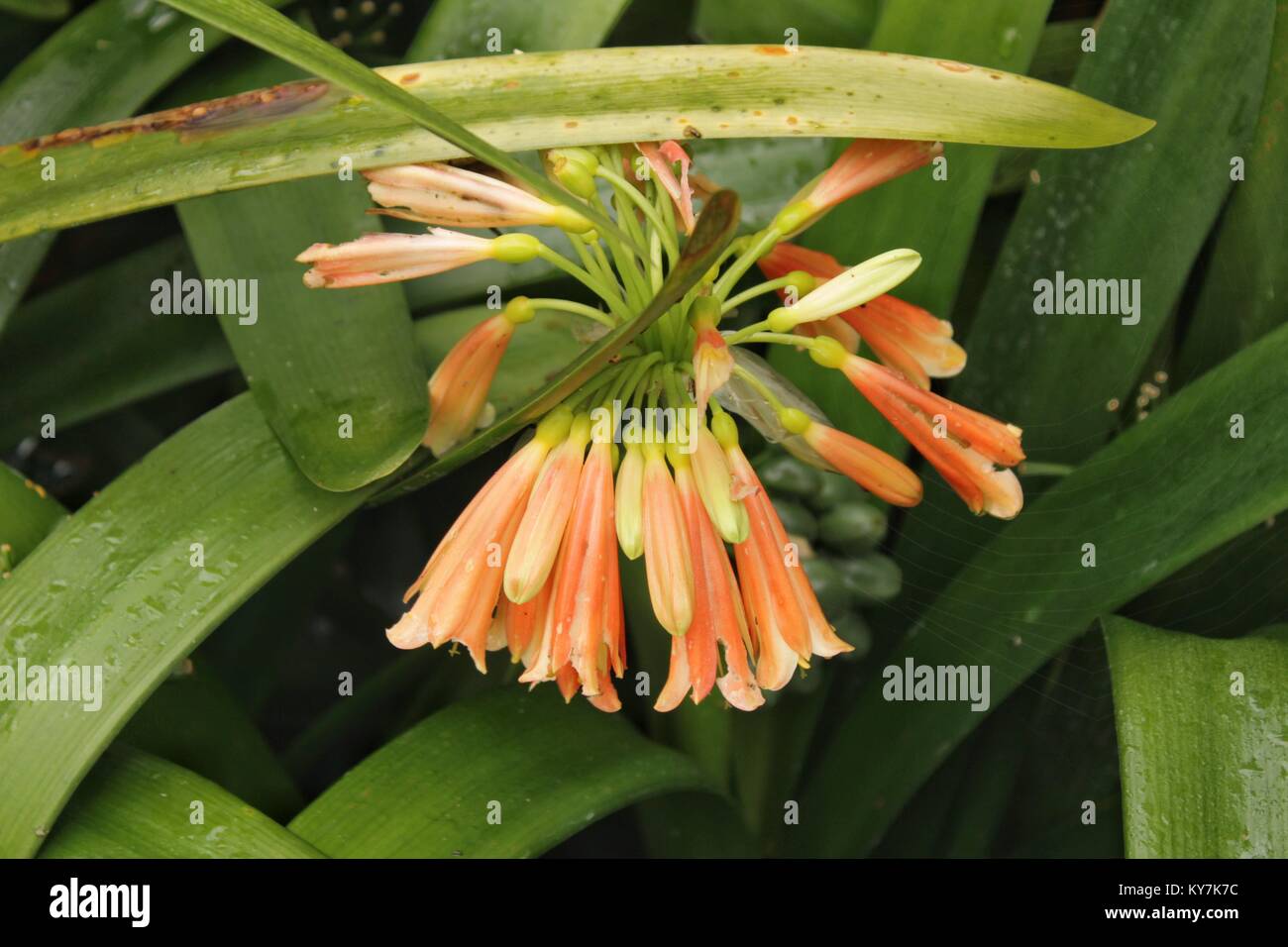 Colorful Clivia flowers in the garden Stock Photo - Alamy