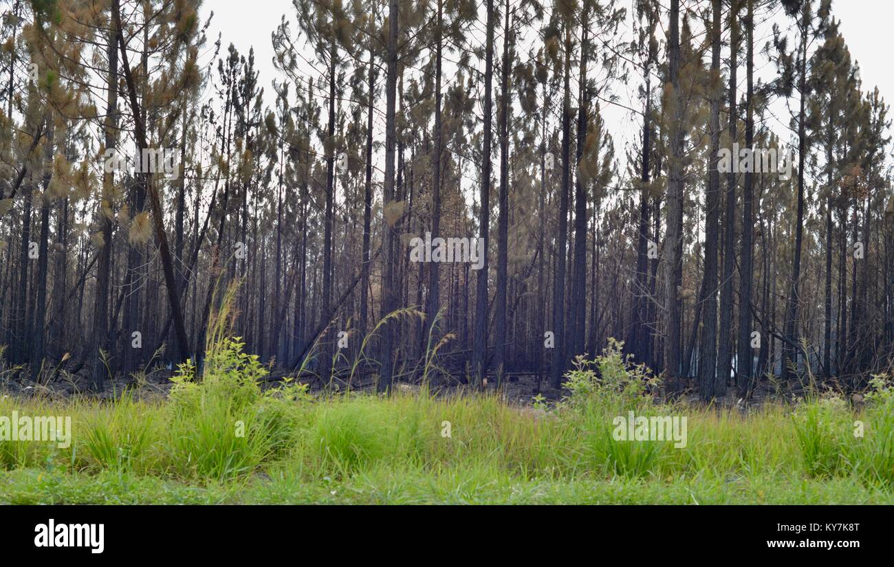 Burnt out pine plantation (Pinus radiata), Byfield State Forest ...