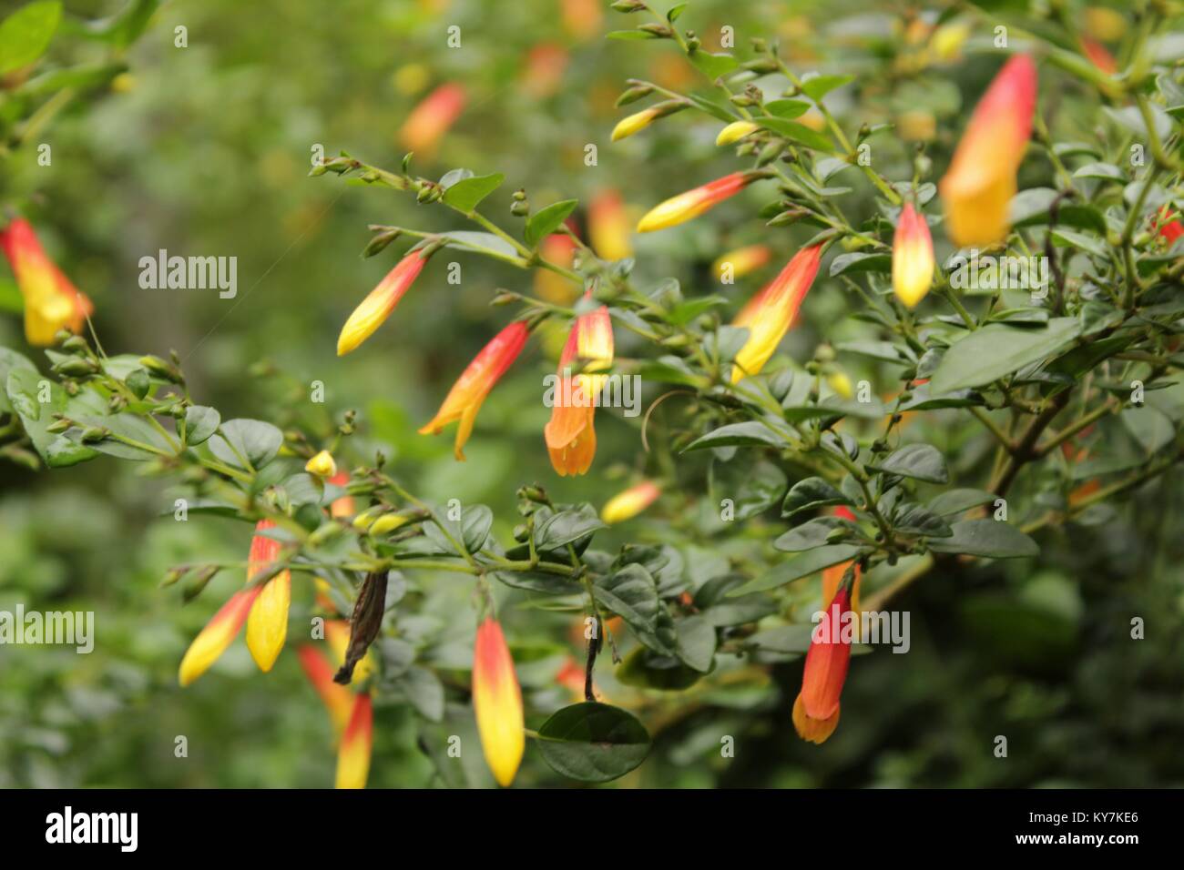 Colorful Cuphea flowers in the garden Stock Photo - Alamy