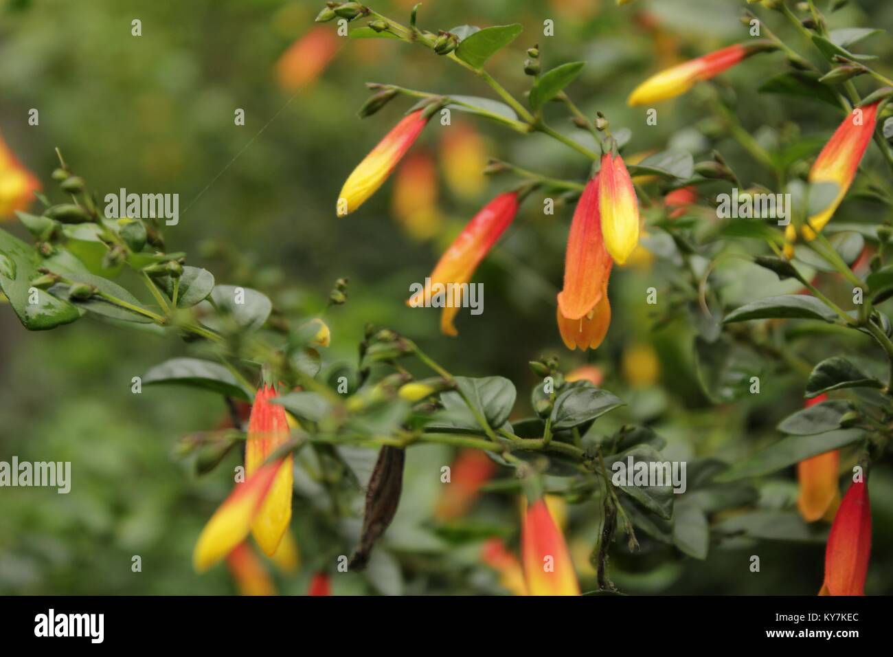 Colorful Cuphea flowers in the garden Stock Photo - Alamy