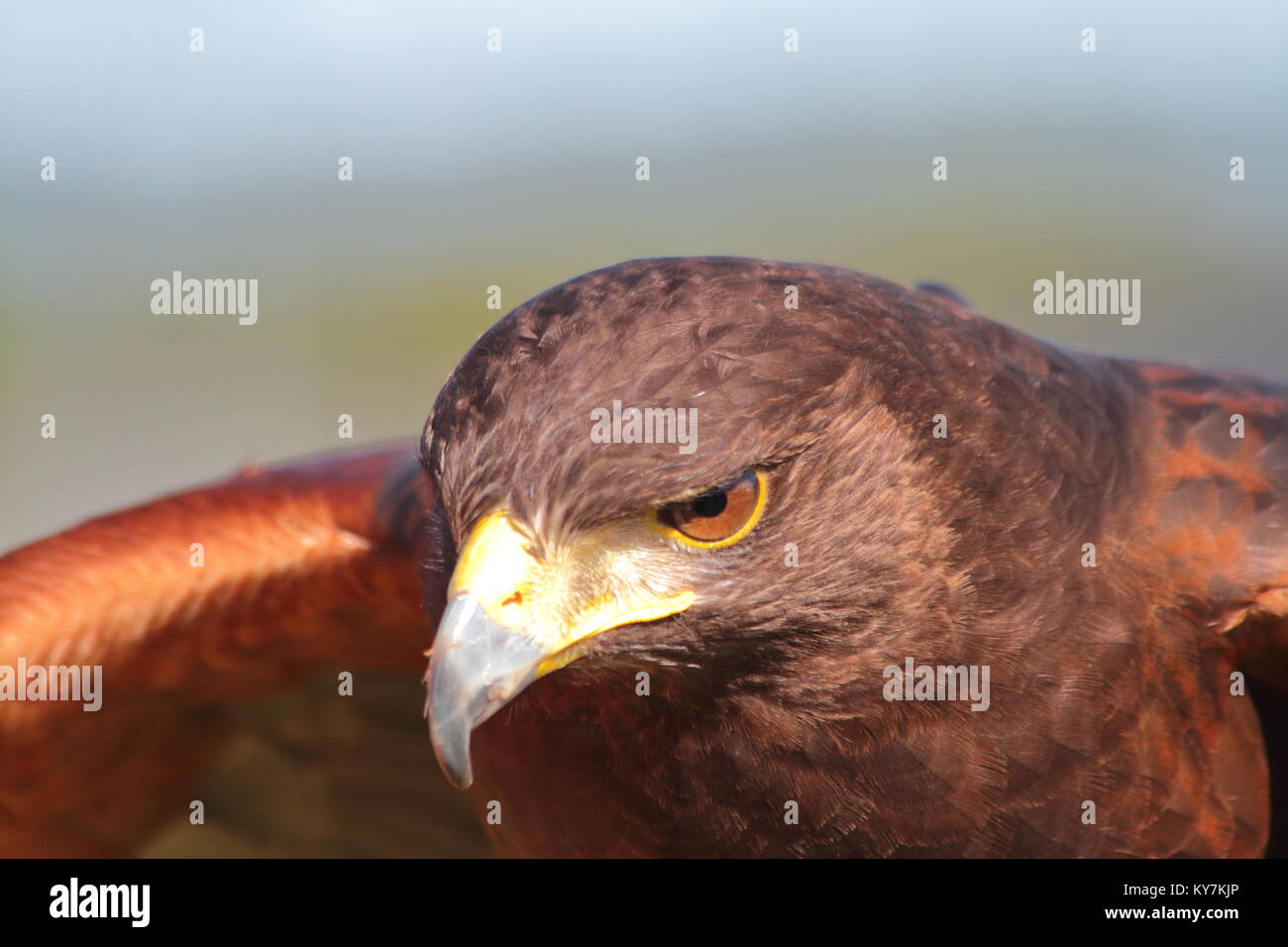 Harriss hawk dusky bay winged hi-res stock photography and images - Alamy