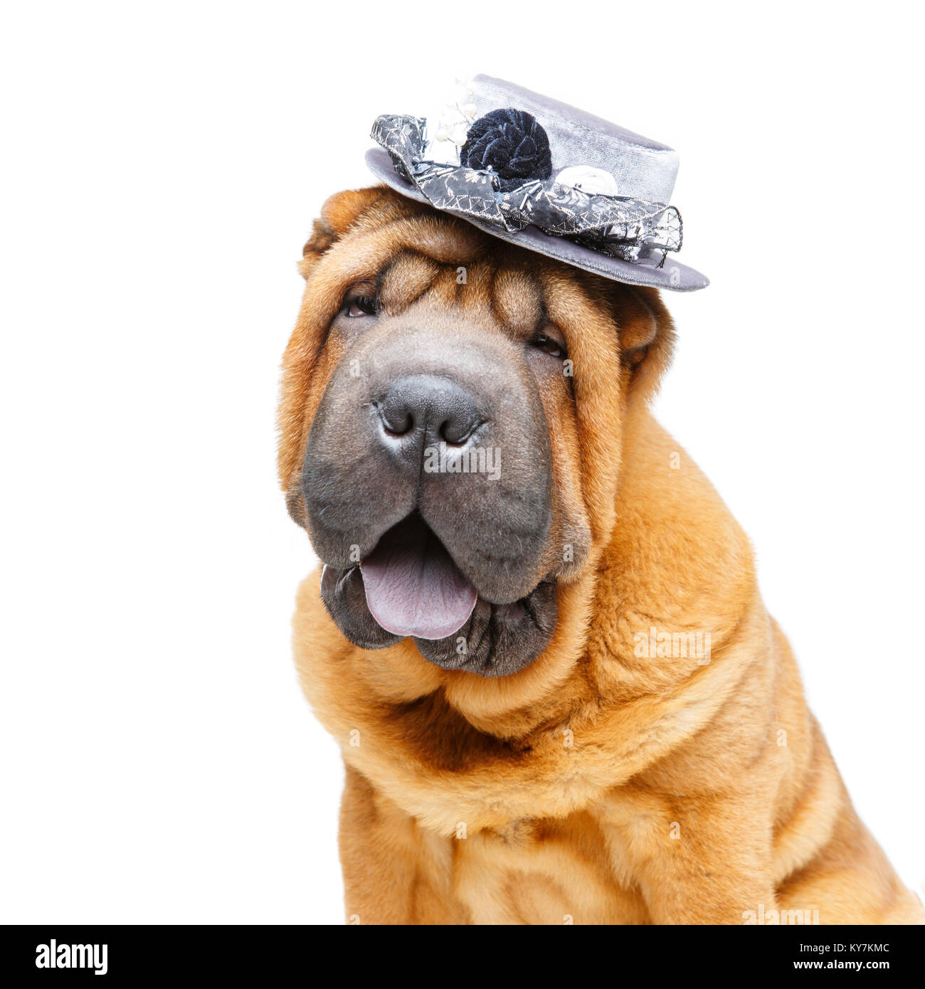 beautiful shar pei puppy in fancy hat isolated on white background ...