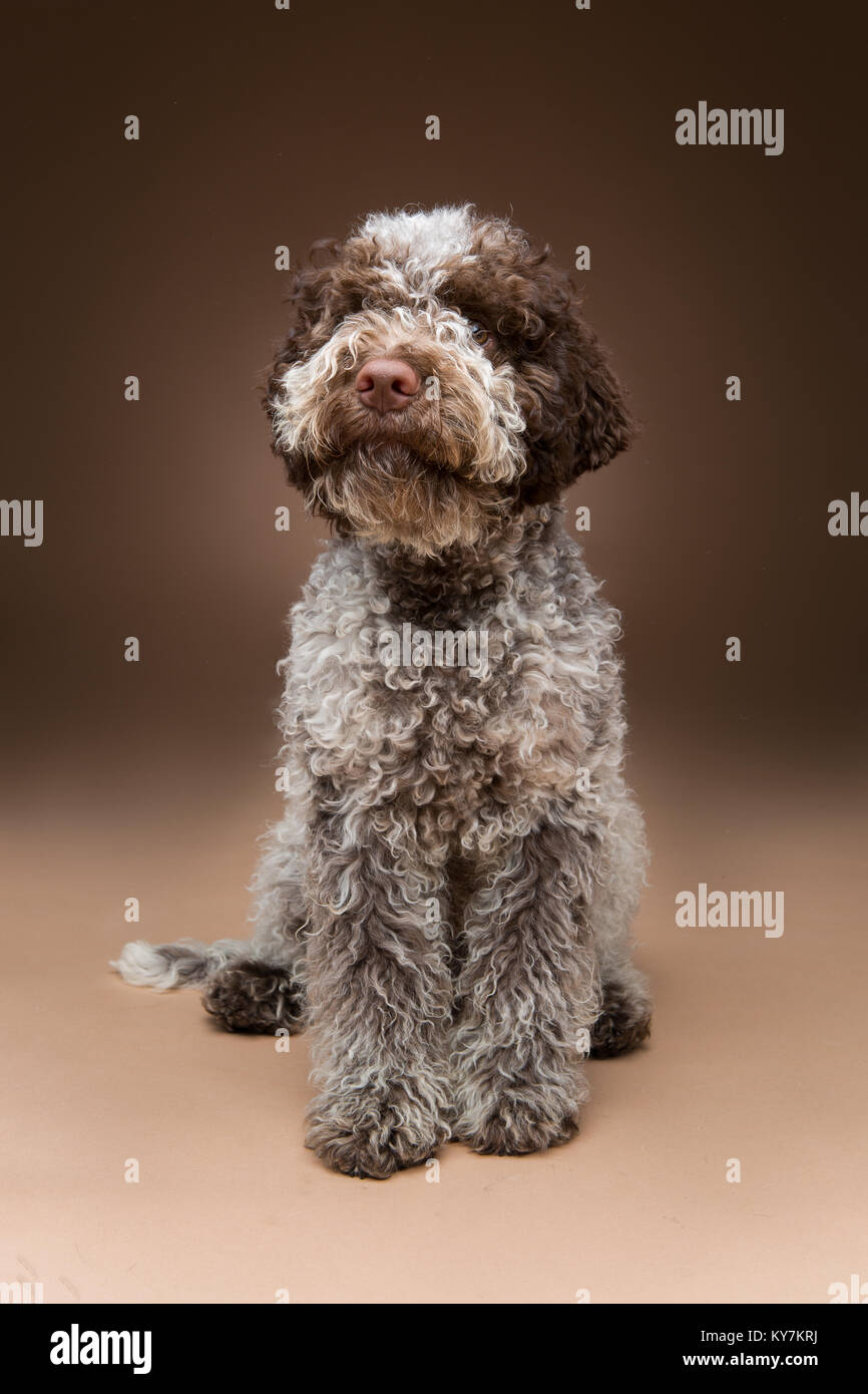 Lagotto Romagnolo Puppies