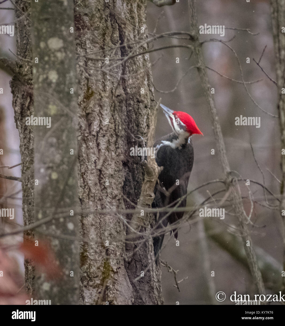 Pileated woodpecker on tree hi-res stock photography and images - Alamy