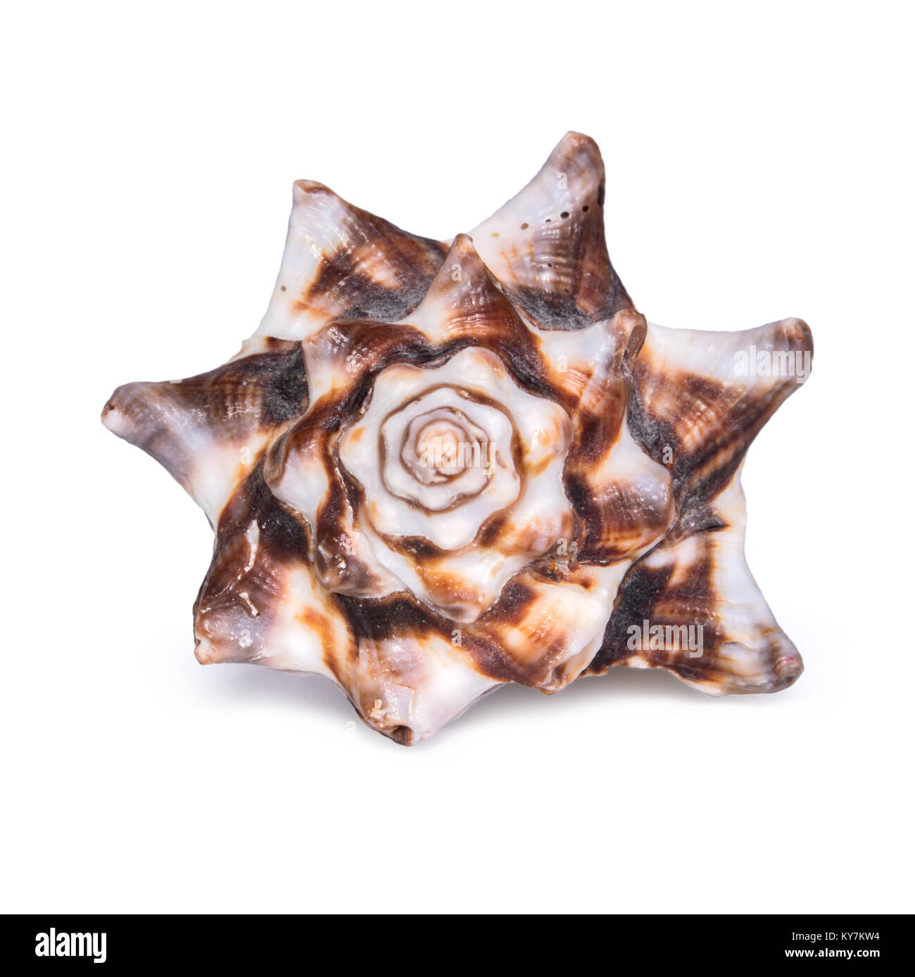 Big beautiful seashell isolated on white background Stock Photo - Alamy