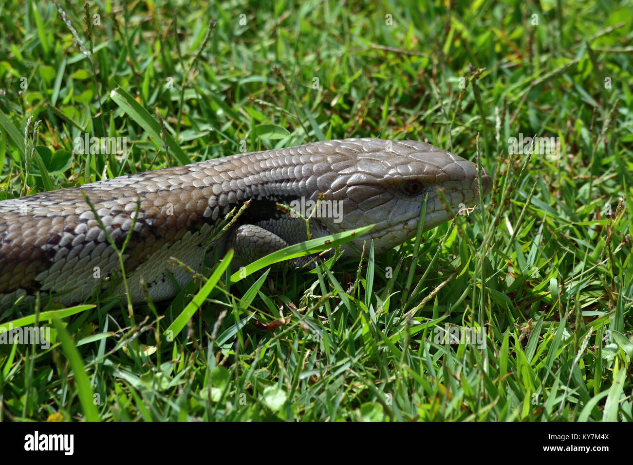 Australian Lizard Reptile High Resolution Stock Photography and Images ...
