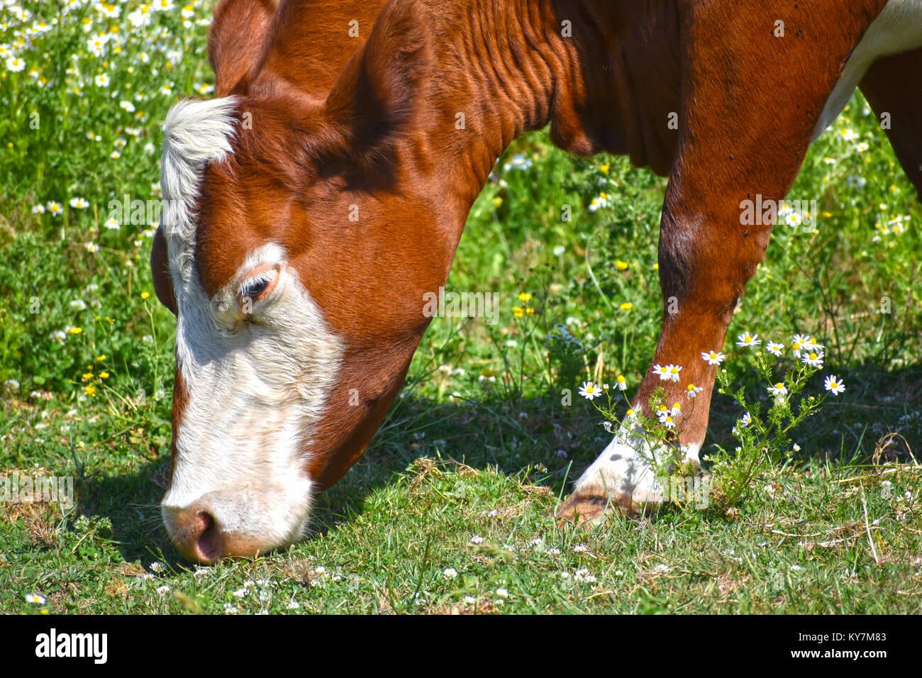 Daisy Cow High Resolution Stock Photography and Images - Alamy