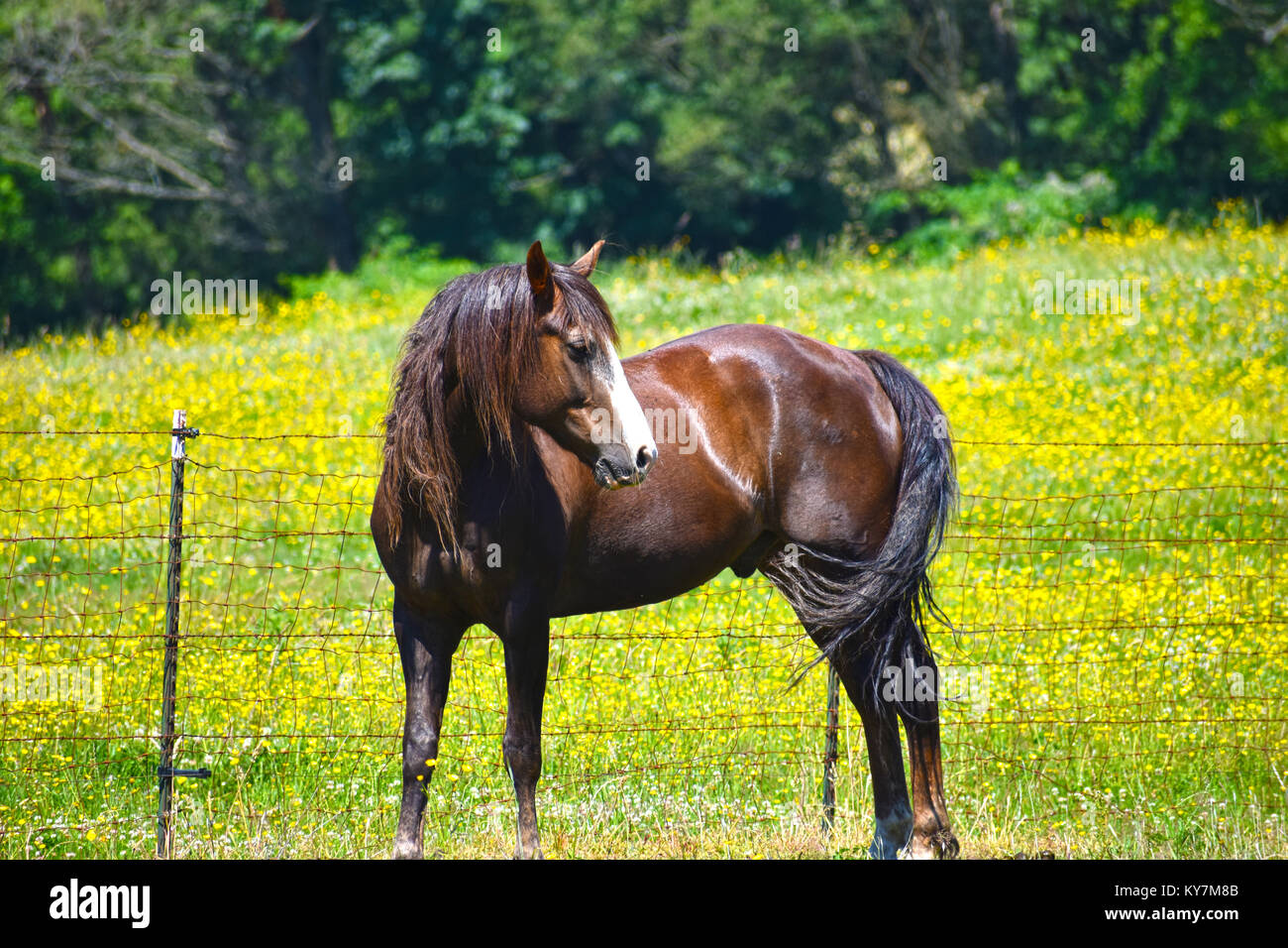 Barb horse hi-res stock photography and images - Alamy