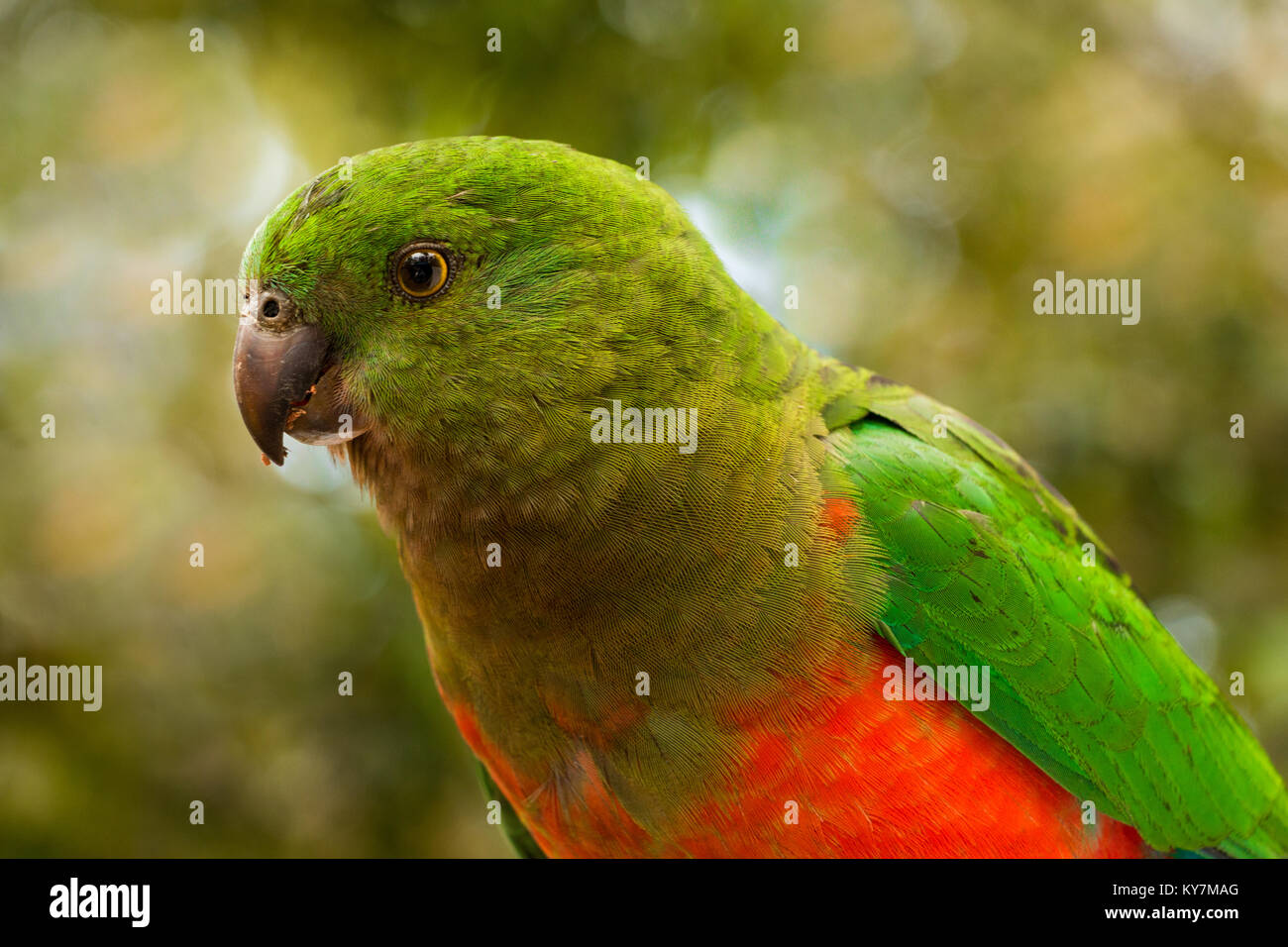 Australian bush wall art hi-res stock photography and images - Alamy