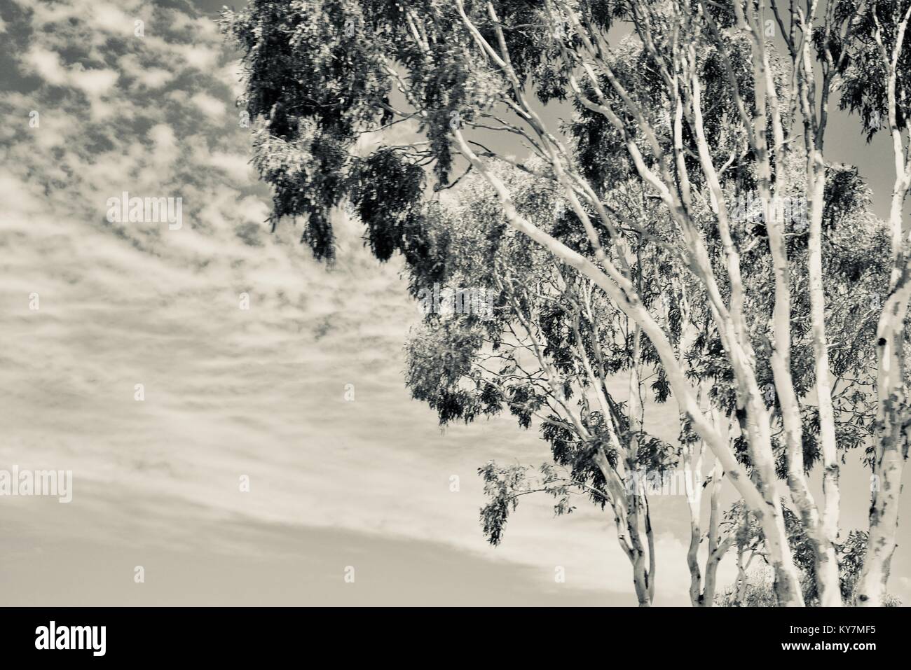Gumtree with cloudy sky background, in silvertone, black and white ...