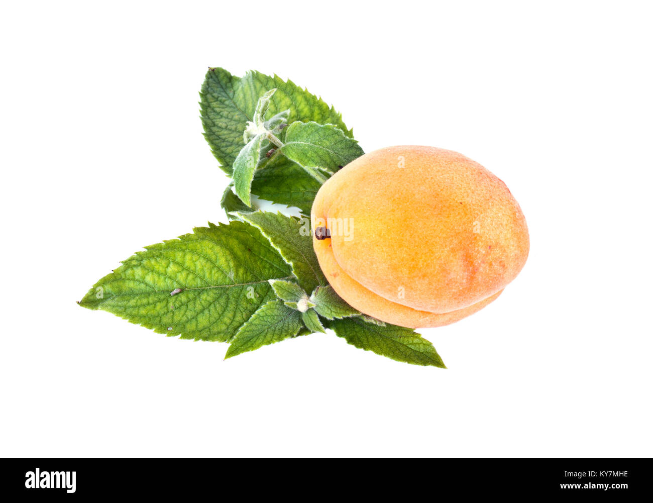 Ripe yellow apricot and mint leaves isolated on white background Stock ...