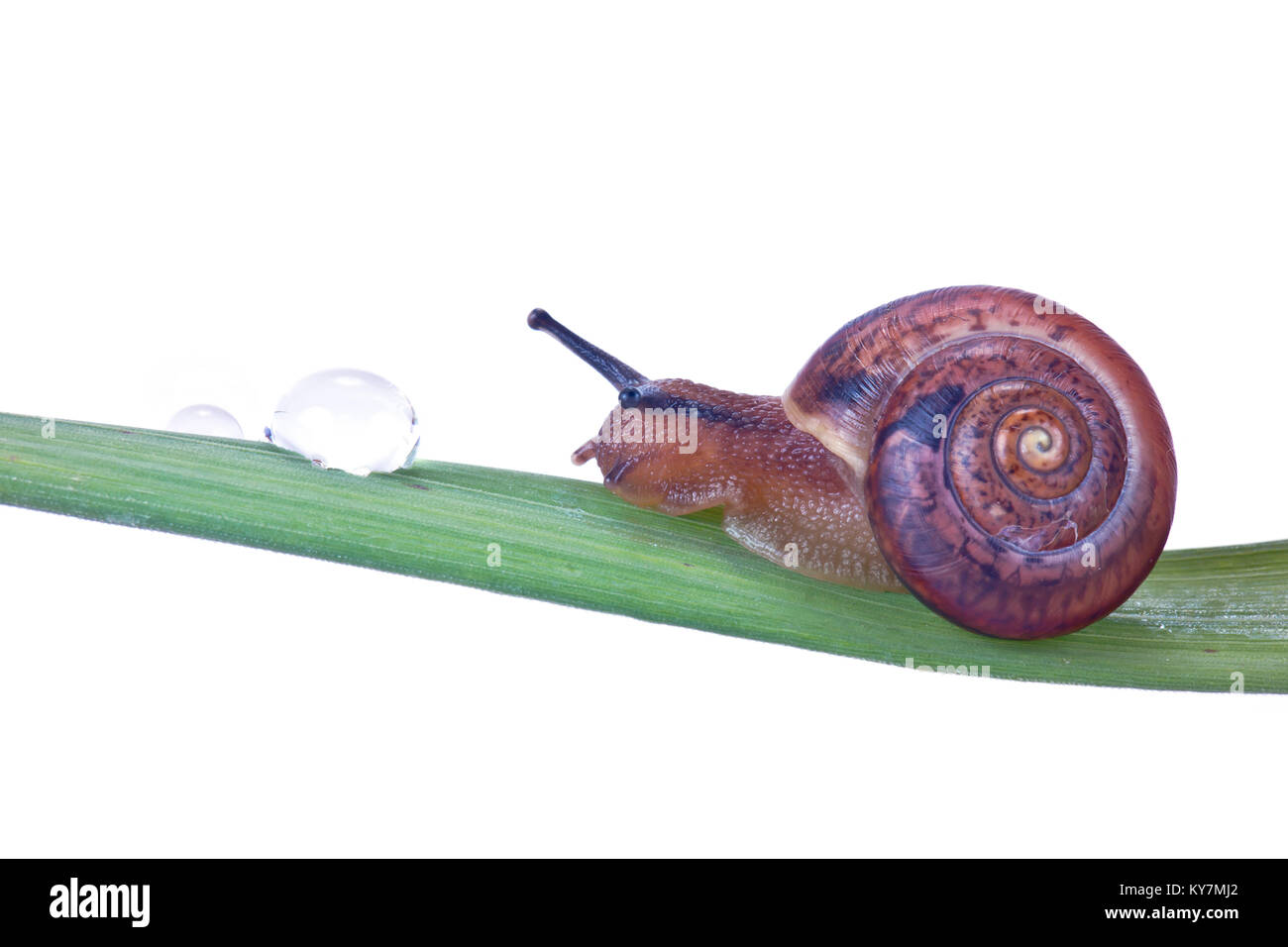 Little snail on a blade of grass and drop of dew Stock Photo - Alamy