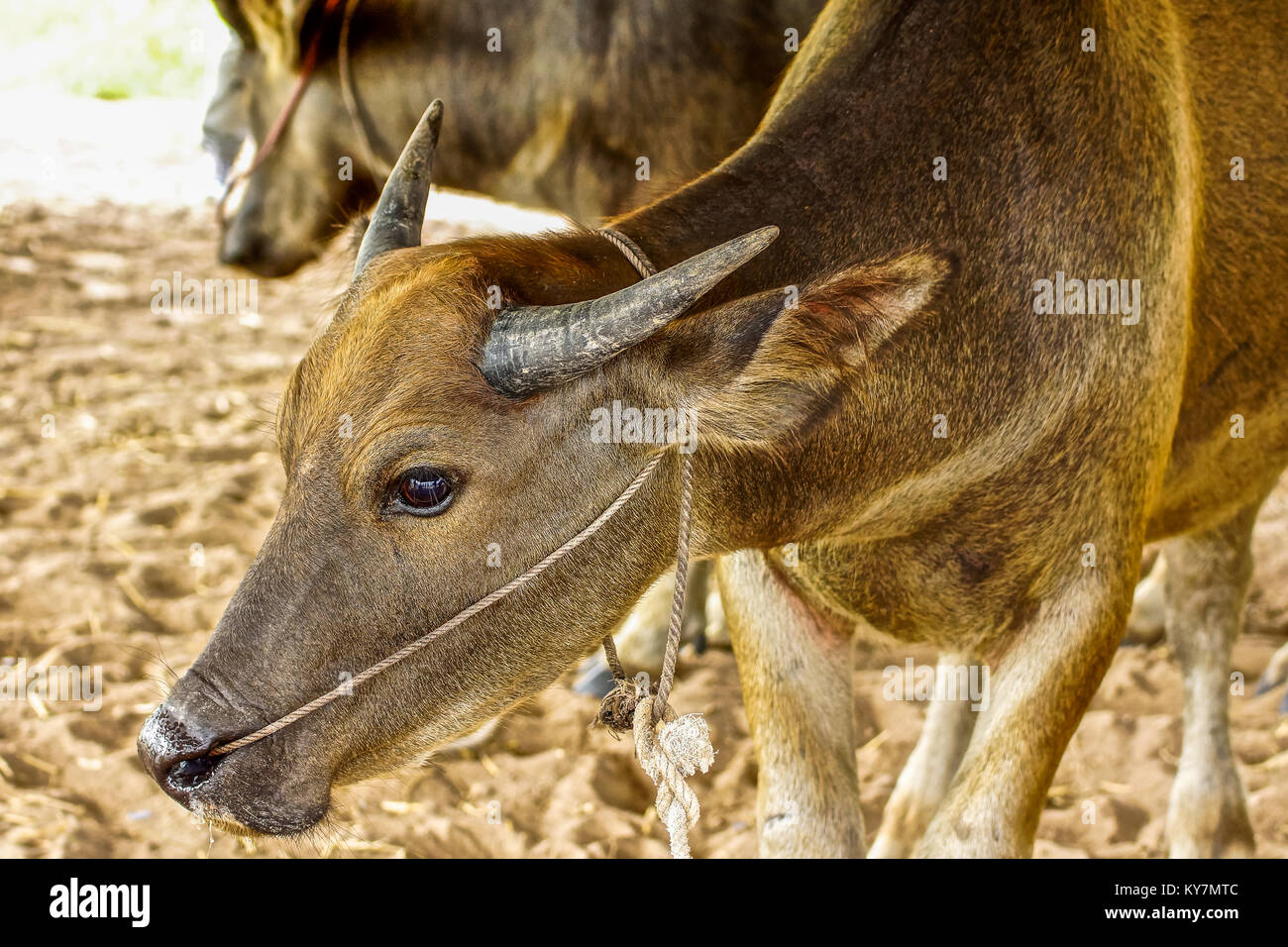 Closeup young brown buffalo in rural farm Stock Photo - Alamy