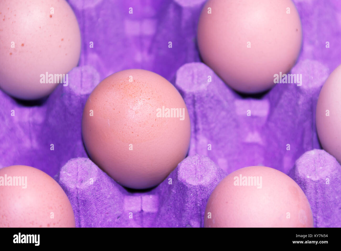 eggs packed in violet ultraviolet and lilac color card of the year ...