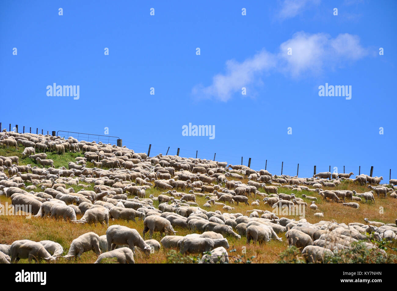Freshly shorn New Zealand sheep and lambs in a paddock on a hill. Fence ...
