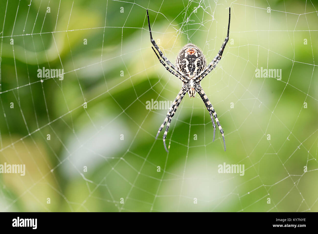 The spider species Argiope aurantia is commonly known as the yellow ...