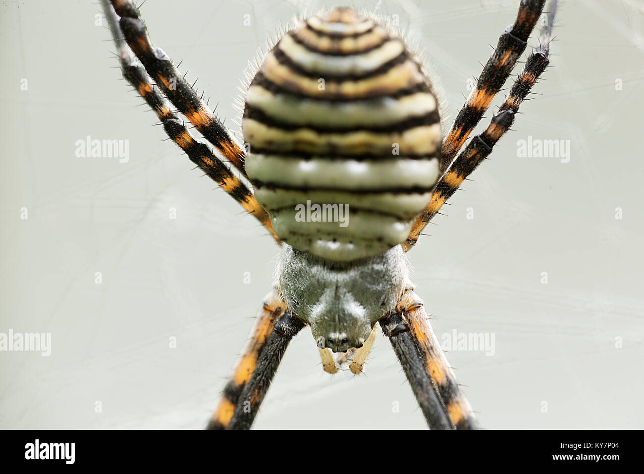 The spider species Argiope aurantia is commonly known as the yellow ...