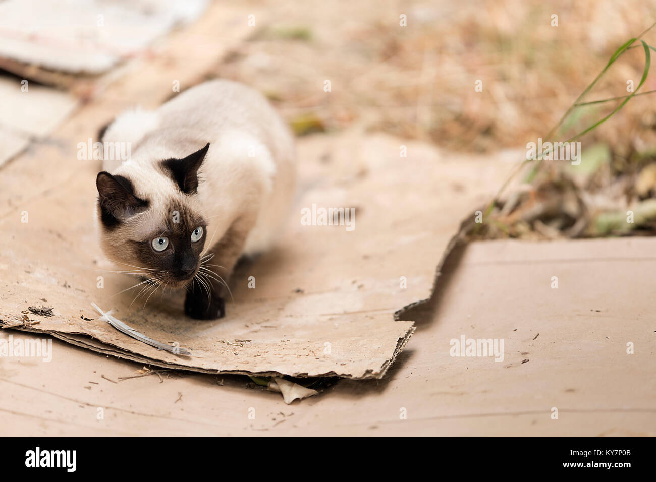 Siamese cat alert to what happens around him. Horizontal shot with ...