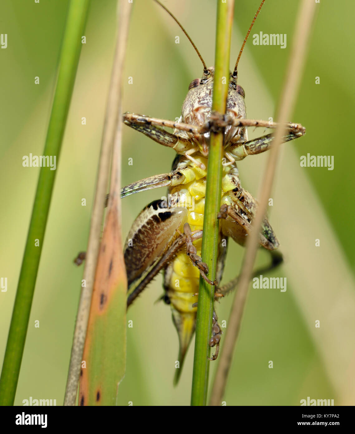 Dark Bush-cricket - Pholidoptera griseoaptera Female showing Yellow ...
