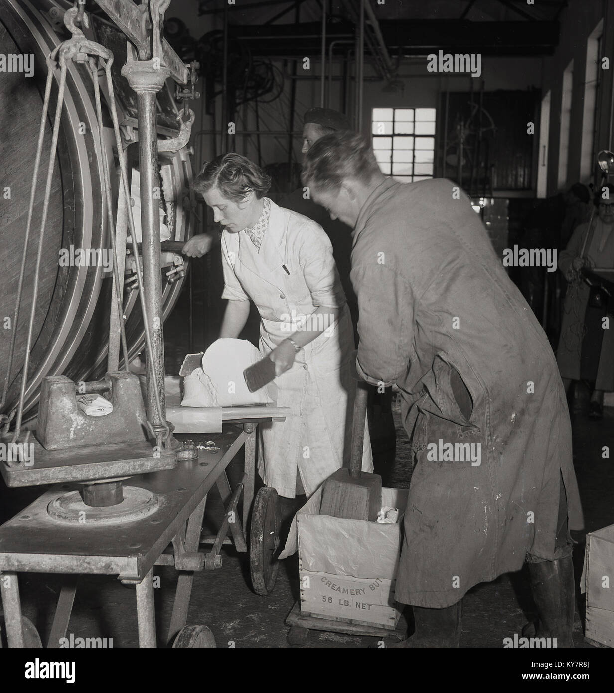 1950s, historical, a female dairy worker in a white-coat putting ...