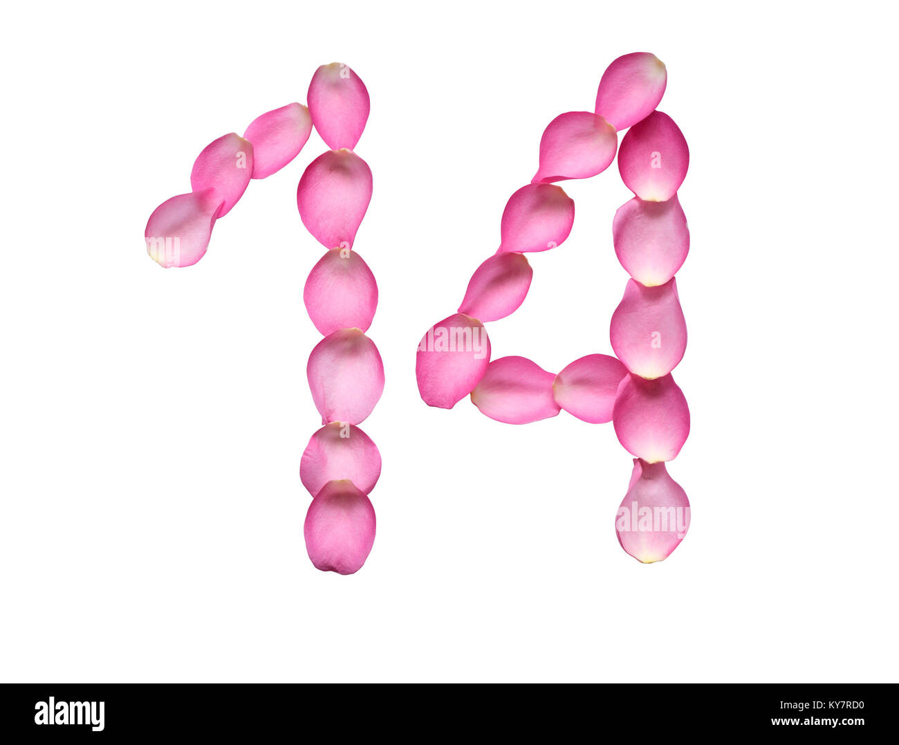 Number Fourteen made from pink rose petals. Isolated on white with ...