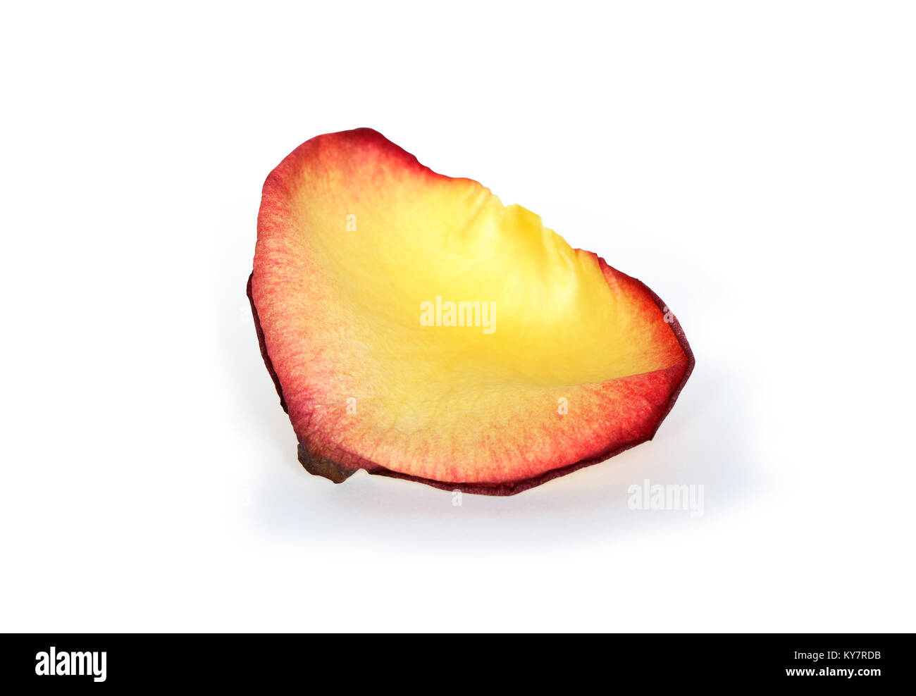 Yellow rose petal isolated on white background with clipping path Stock ...