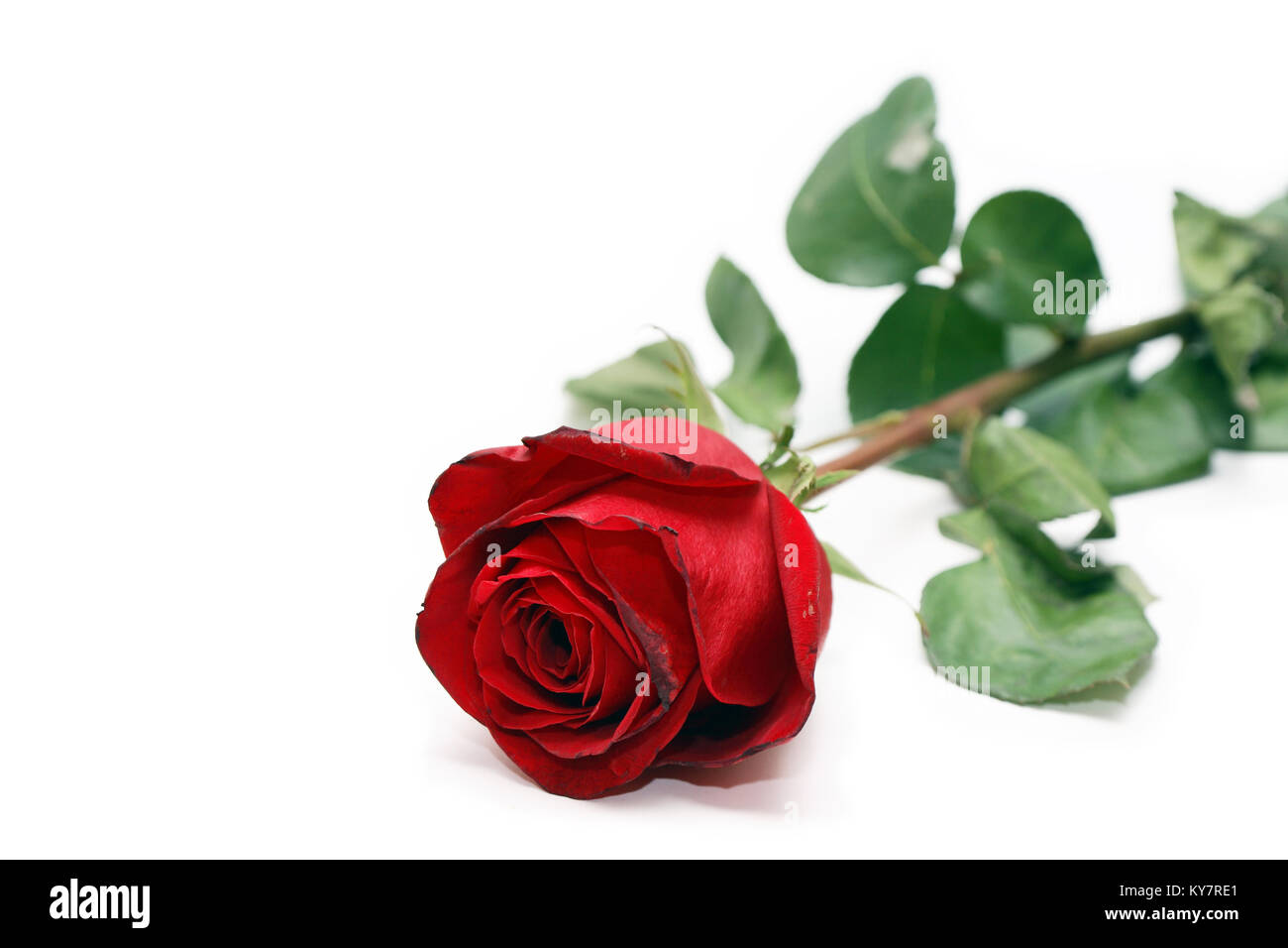 Closeup of nice red rose lying on white background Stock Photo - Alamy