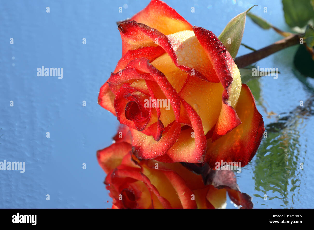 Nice motley wet rose on blue background with reverberation Stock Photo ...