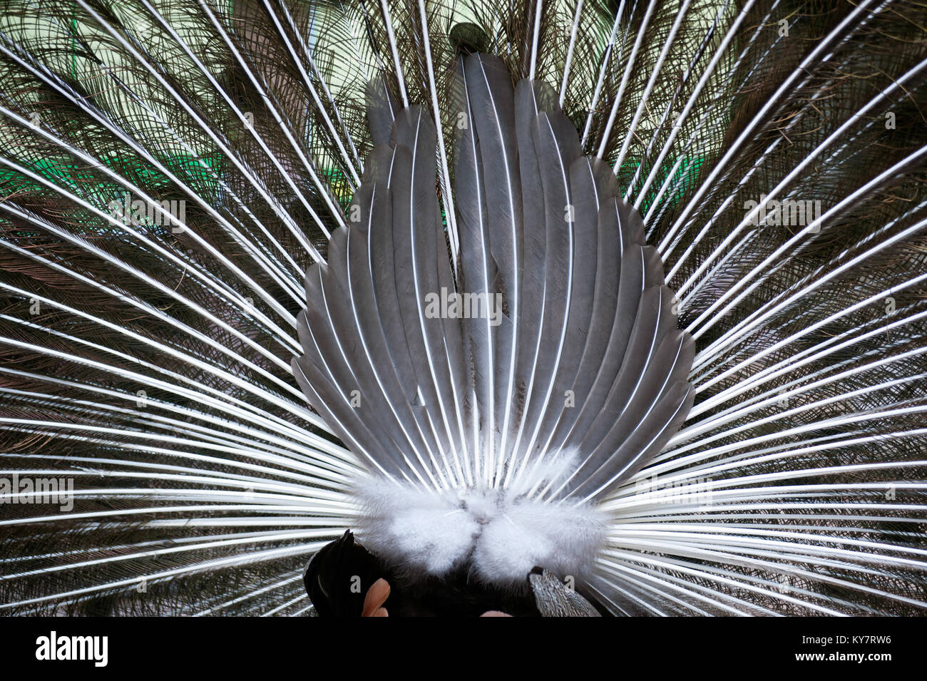 Plumage of the Indian peafowl (Pavo cristatus), also known as the blue ...