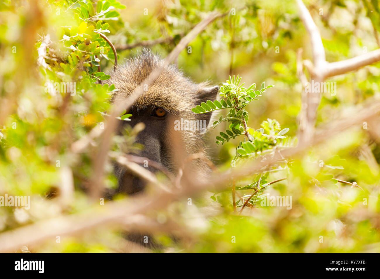 Olive baboon looking through bushes' branches in African woodland Stock ...
