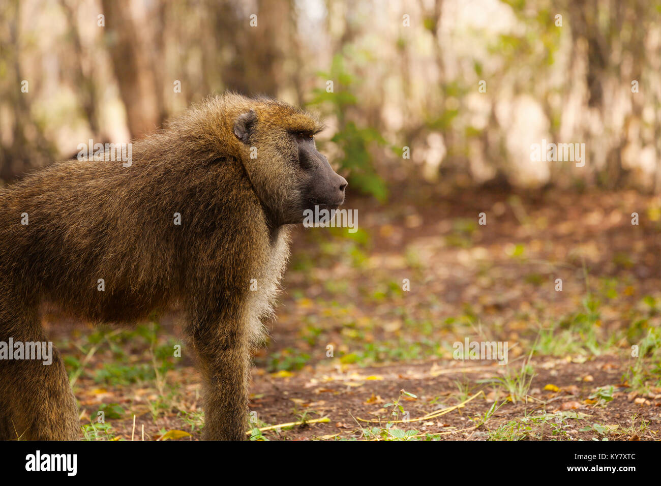Side view portrait of adult Olive baboon staring ahead in African ...