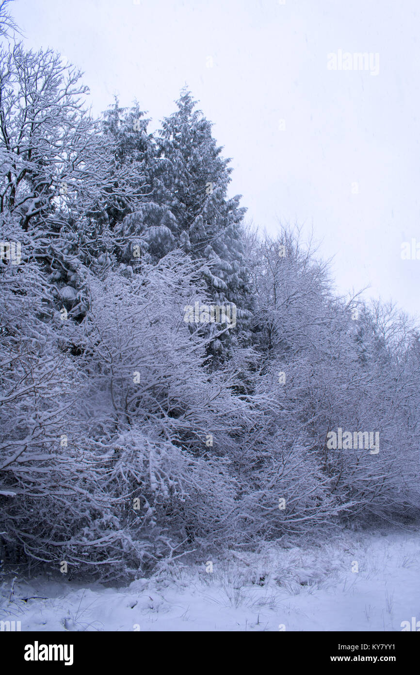 Snow fallen onto trees Stock Photo - Alamy