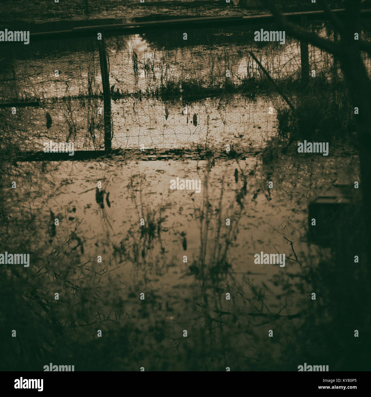 Dark swamp hi-res stock photography and images - Alamy