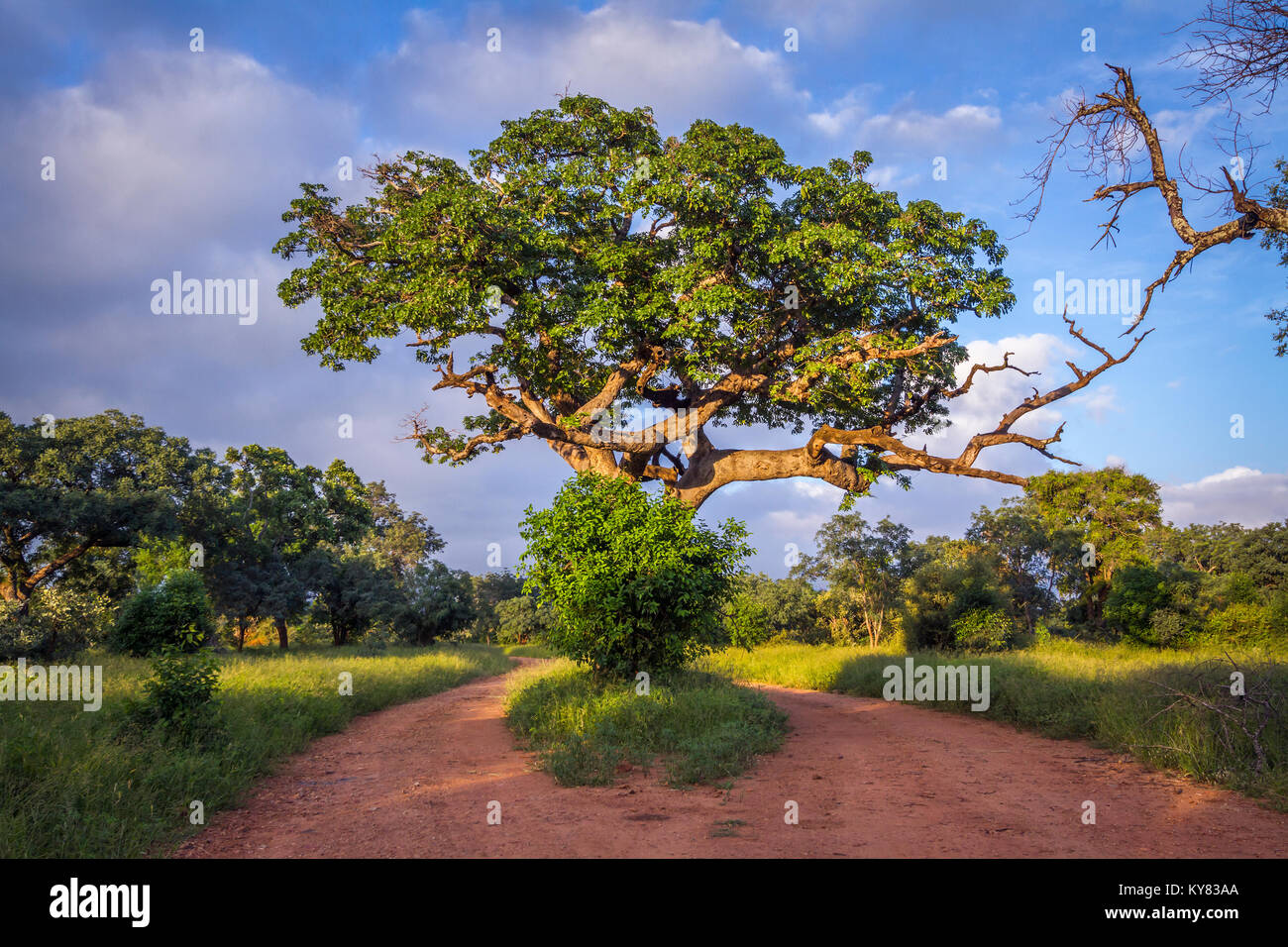 Punda Maria in North of Kruger national park, South Africa Stock Photo ...