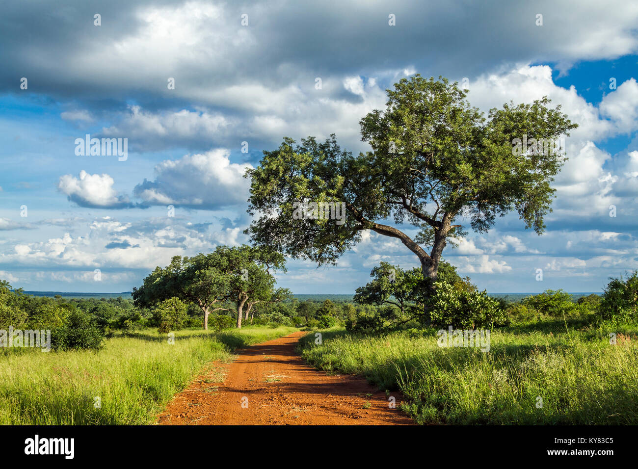 Punda Maria in North of Kruger national park, South Africa Stock Photo ...