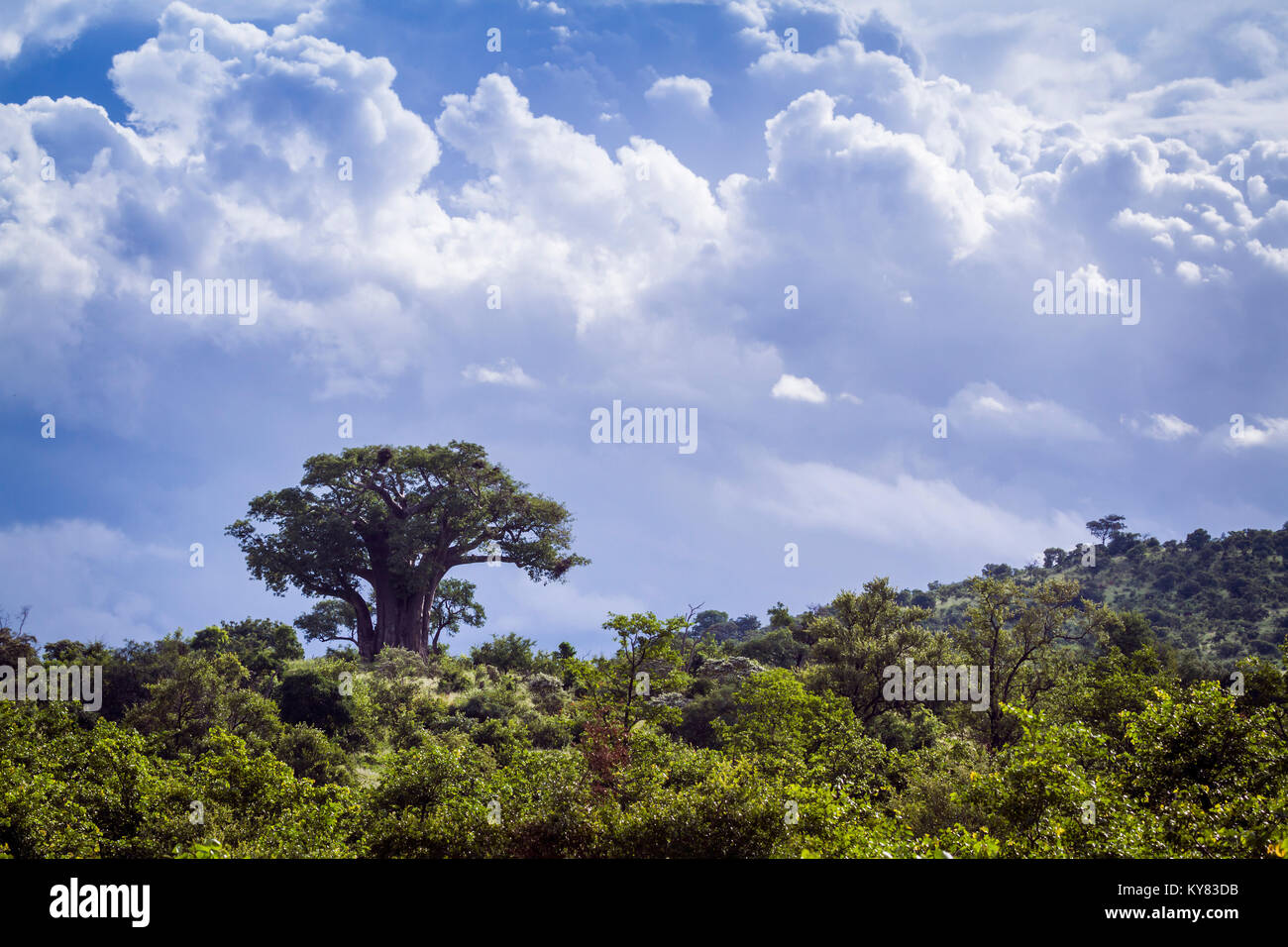 Punda Maria in North of Kruger national park, South Africa Stock Photo ...