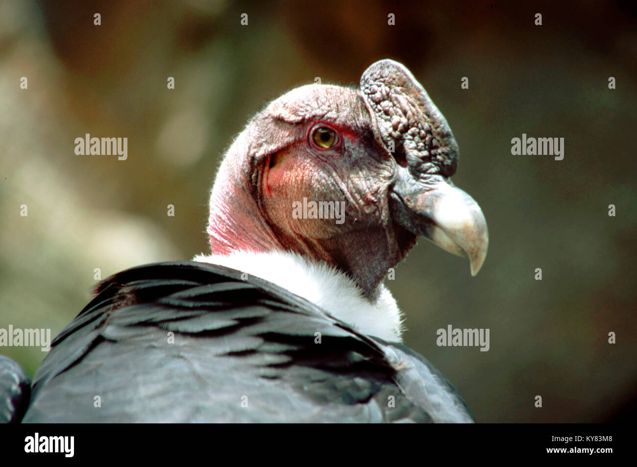Adult male Andean condor (Vultur gryphus), Pico El Aguila Merida ...