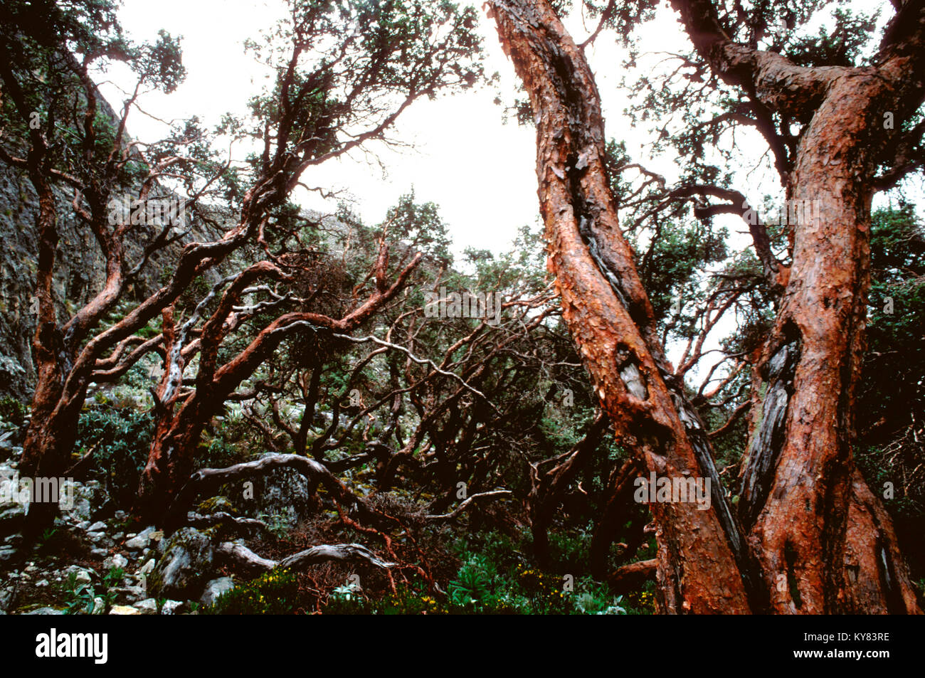 Forest in the mountain landscape on the way Loma Redonda to Los Nevados ...