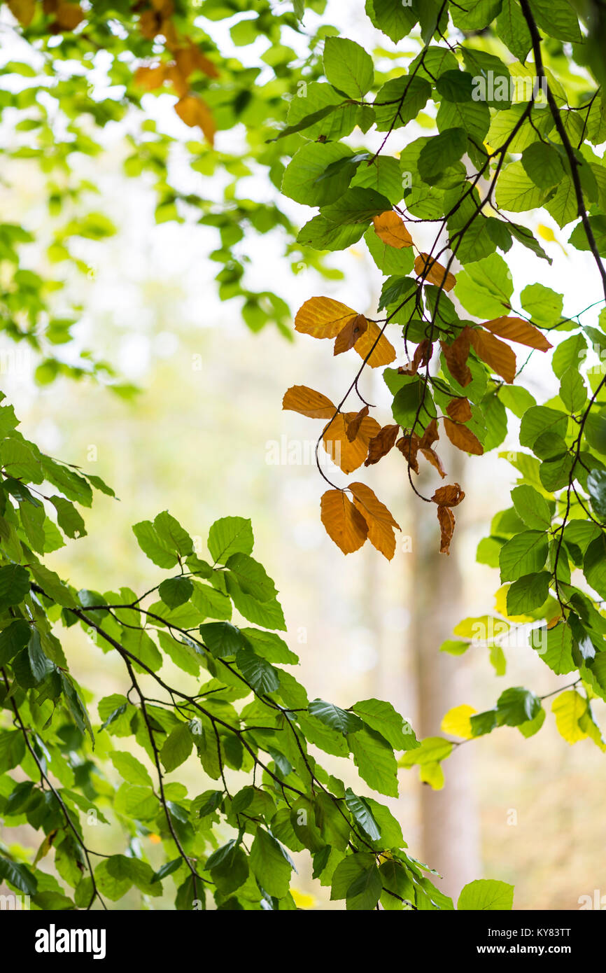 Beech tree leaves changing colour in autumn Stock Photo - Alamy