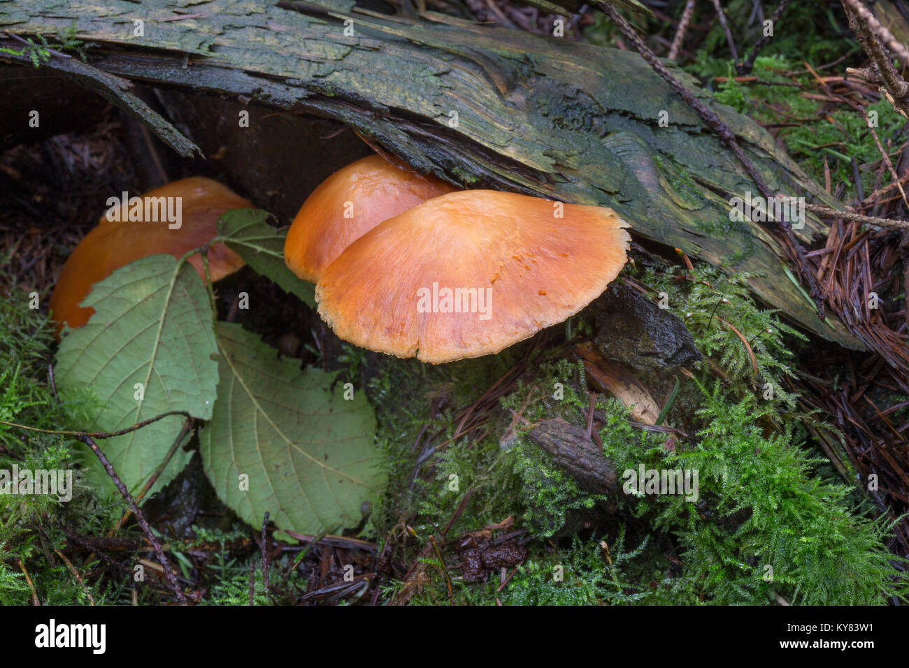 Tiny fungi with leaves hi-res stock photography and images - Alamy