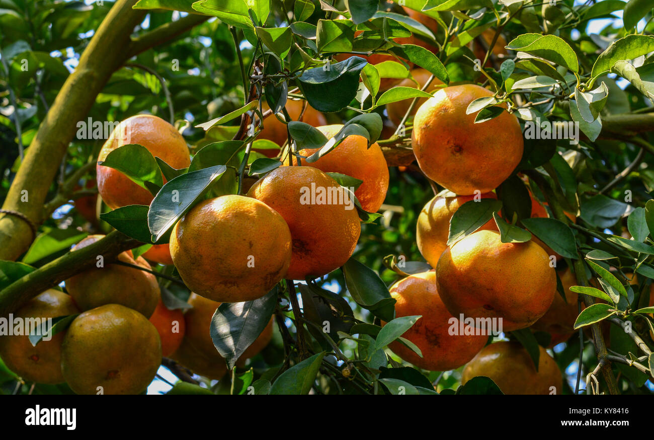 Fresh mandarin fruits on the tree at plantation in Mekong Delta ...