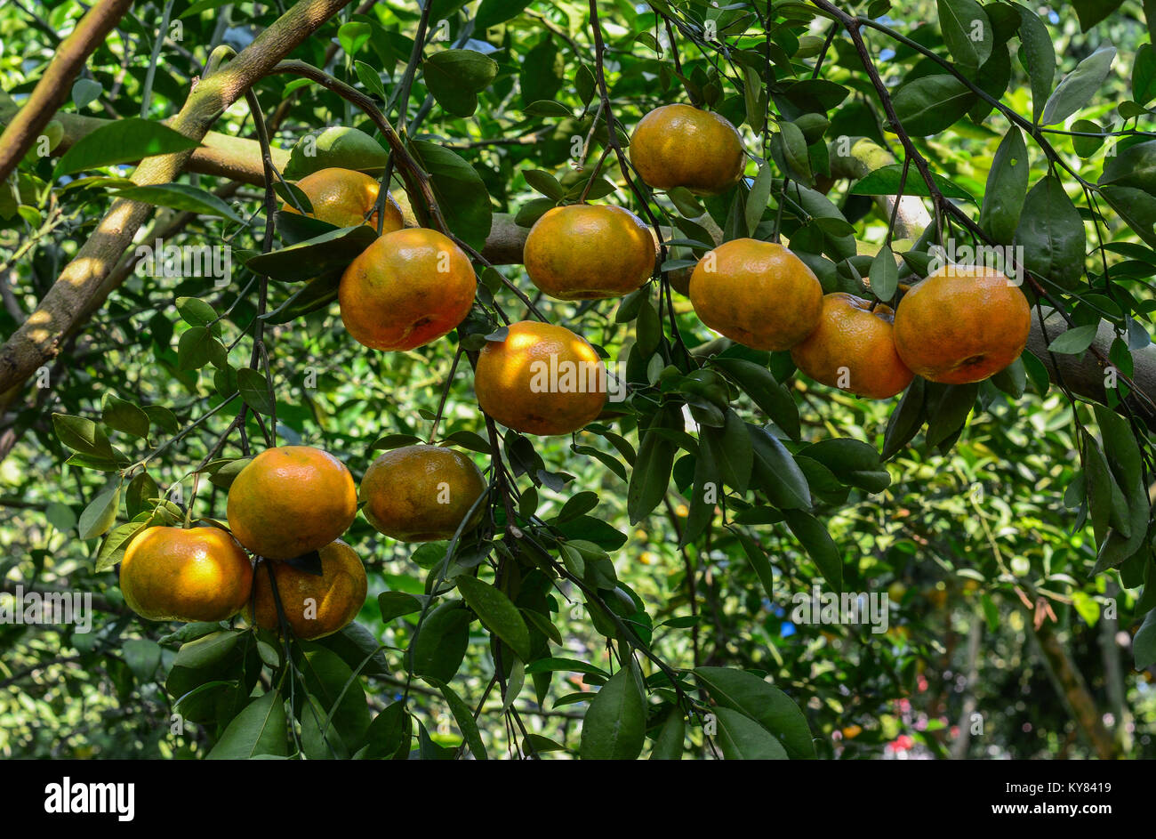 Fresh mandarin fruits on tree at plantation in Mekong Delta, Vietnam ...