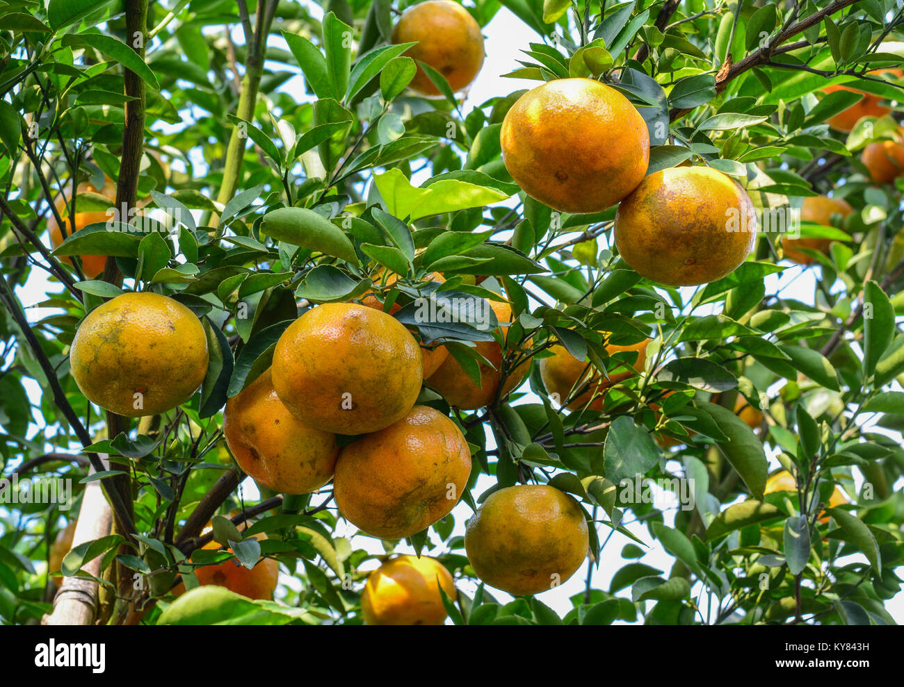 Mandarin citrus fruits on the tree in Mekong Delta, Southern Vietnam ...