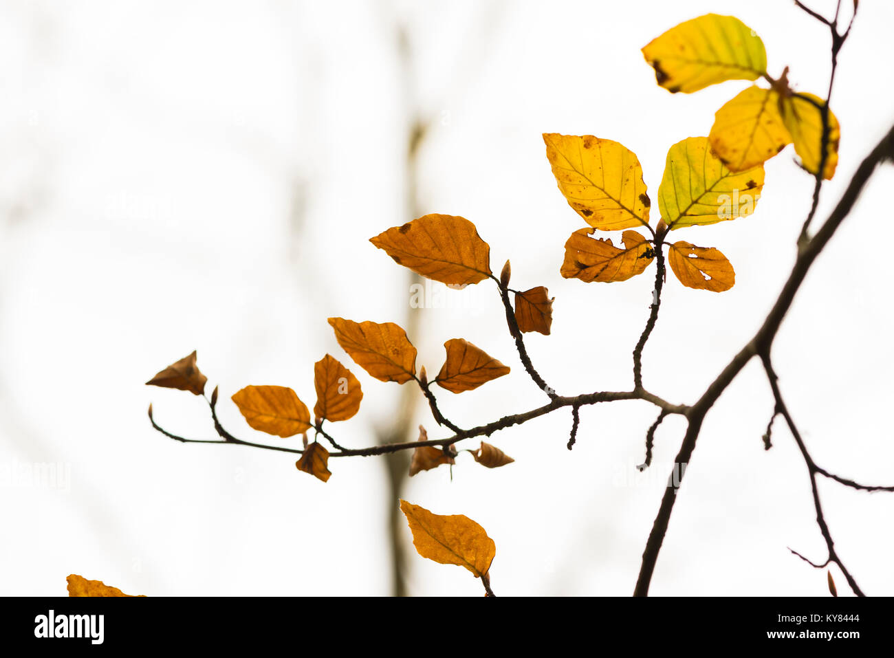 Composition leaves plant light Cut Out Stock Images & Pictures - Alamy